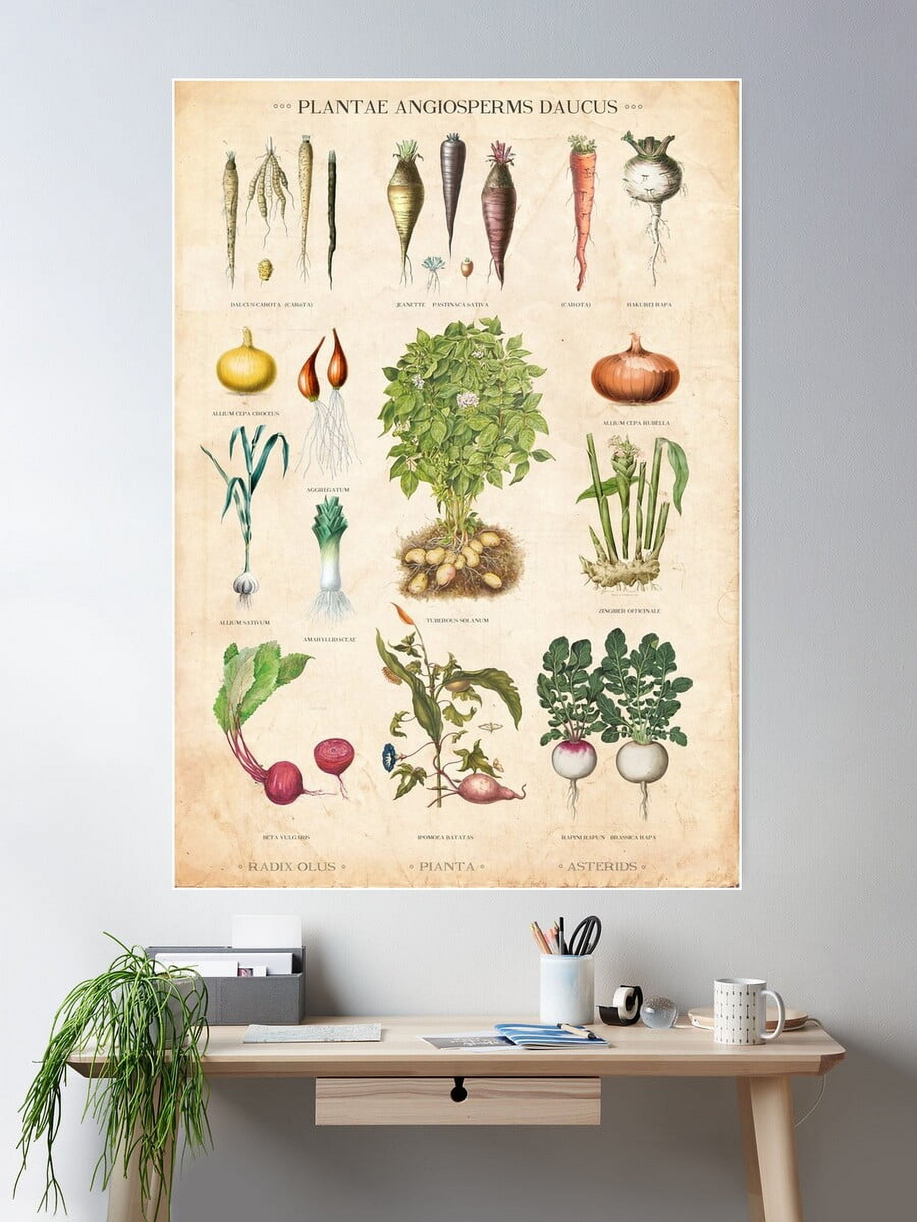 Vintage Botanical Print Root Vegetable Chart Poster Wall Art, Modern ...