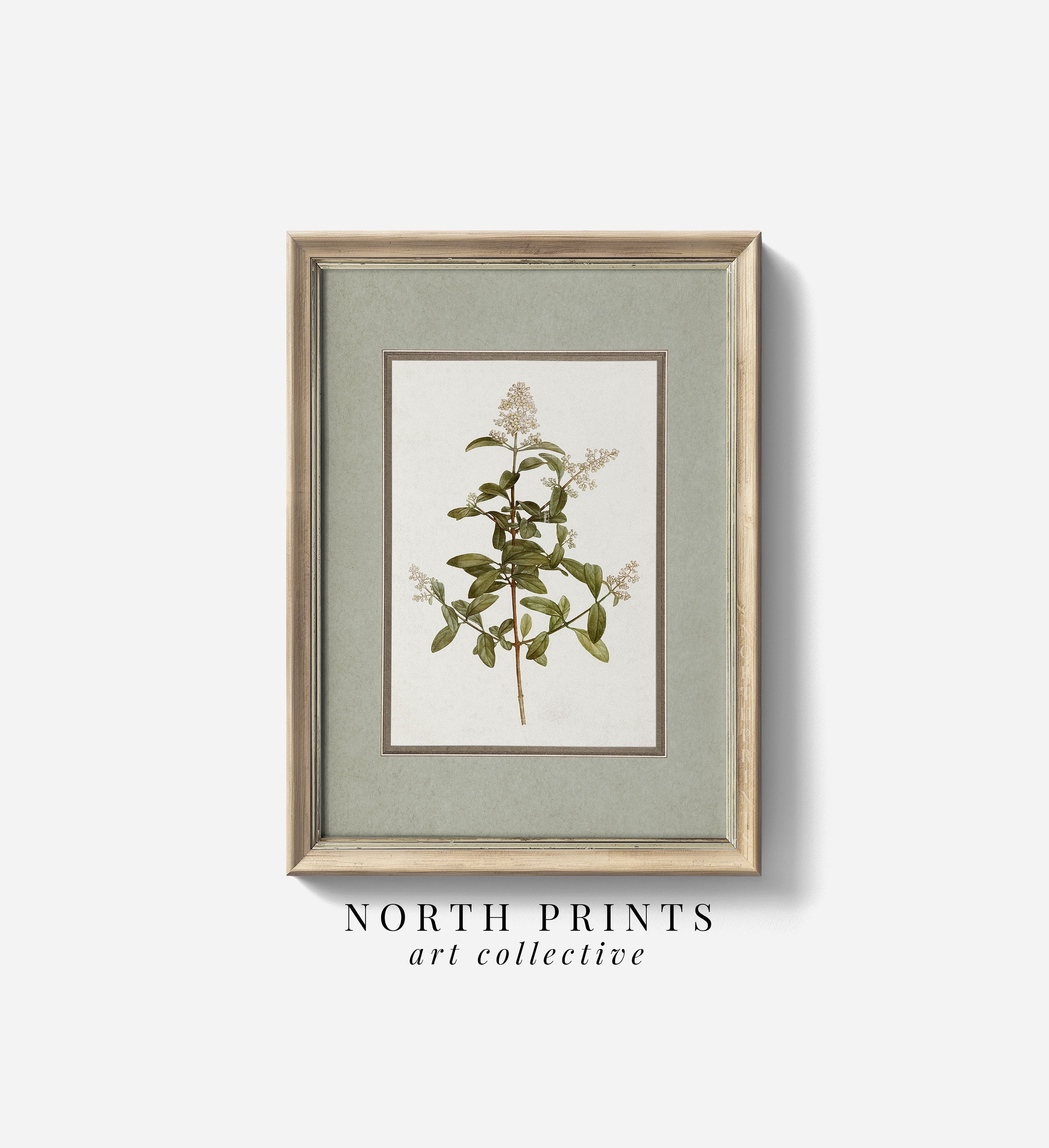 Vintage Botanical Sage Green Plant Print Wall Art UNFRAMED PAPER POSTER ...