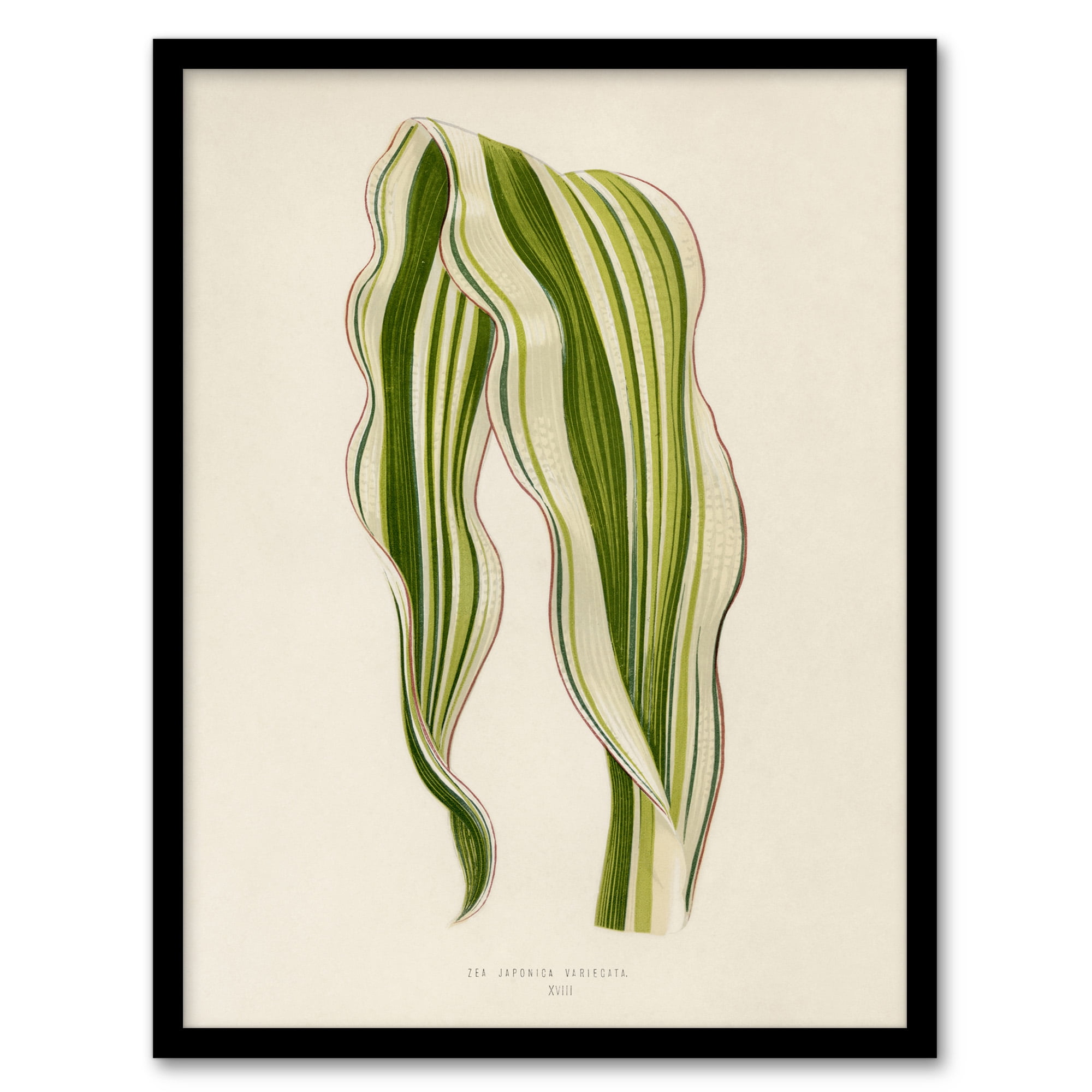 Vintage Botanical Striped Maize Corn Leaf Fawcett Framed Wall Art Print ...