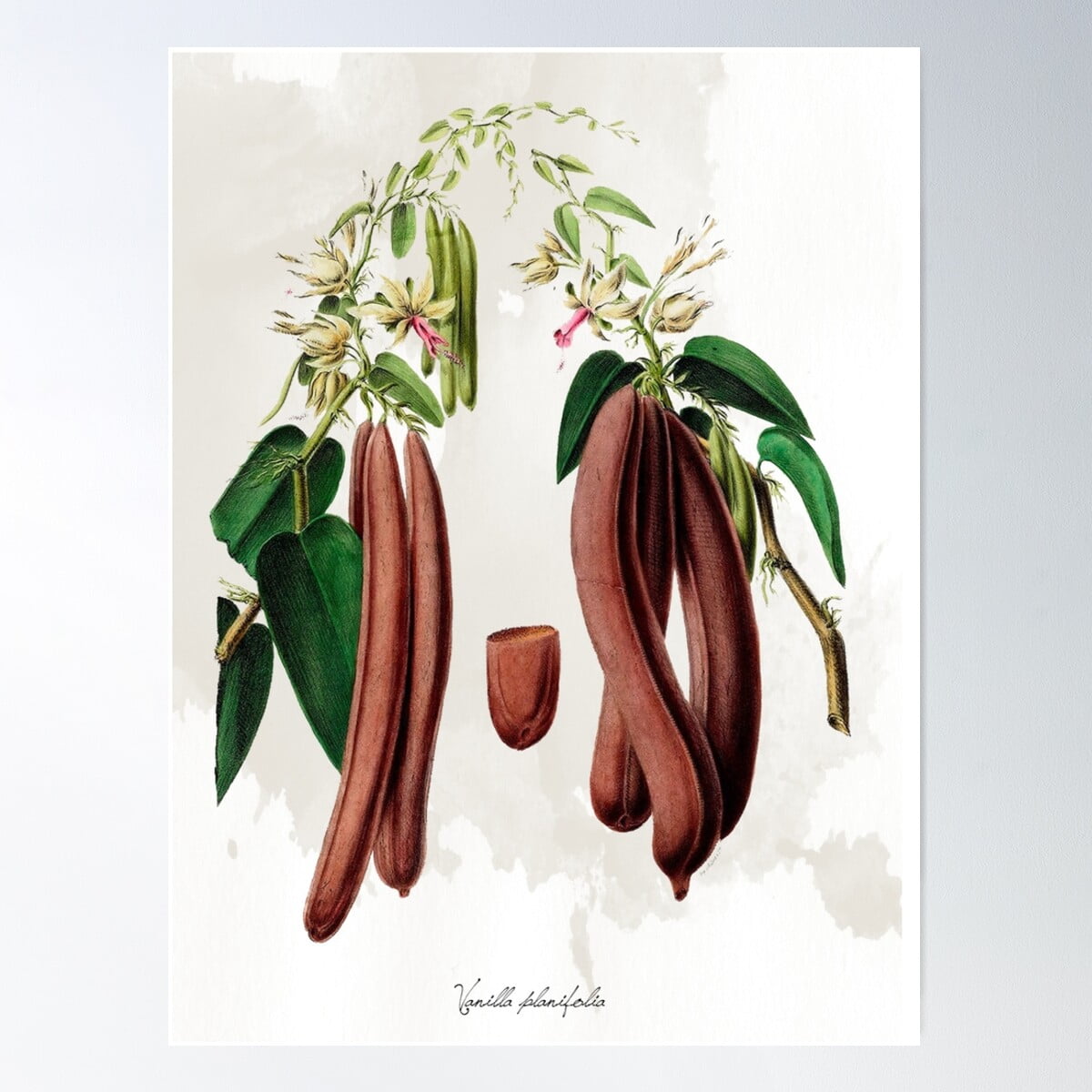 Vintage Botanical Vanilla Plant Poster Wall Art, Modern Wall Decor For ...
