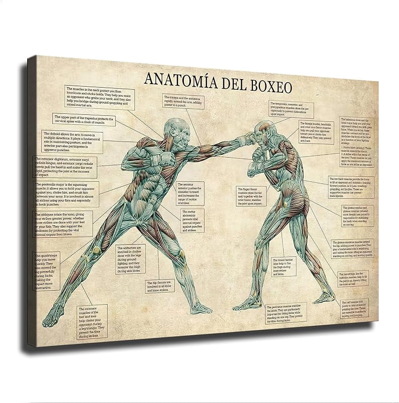 Vintage Boxing Body Anatomy Canvas Poster Modern Aesthetic Picture Wall ...