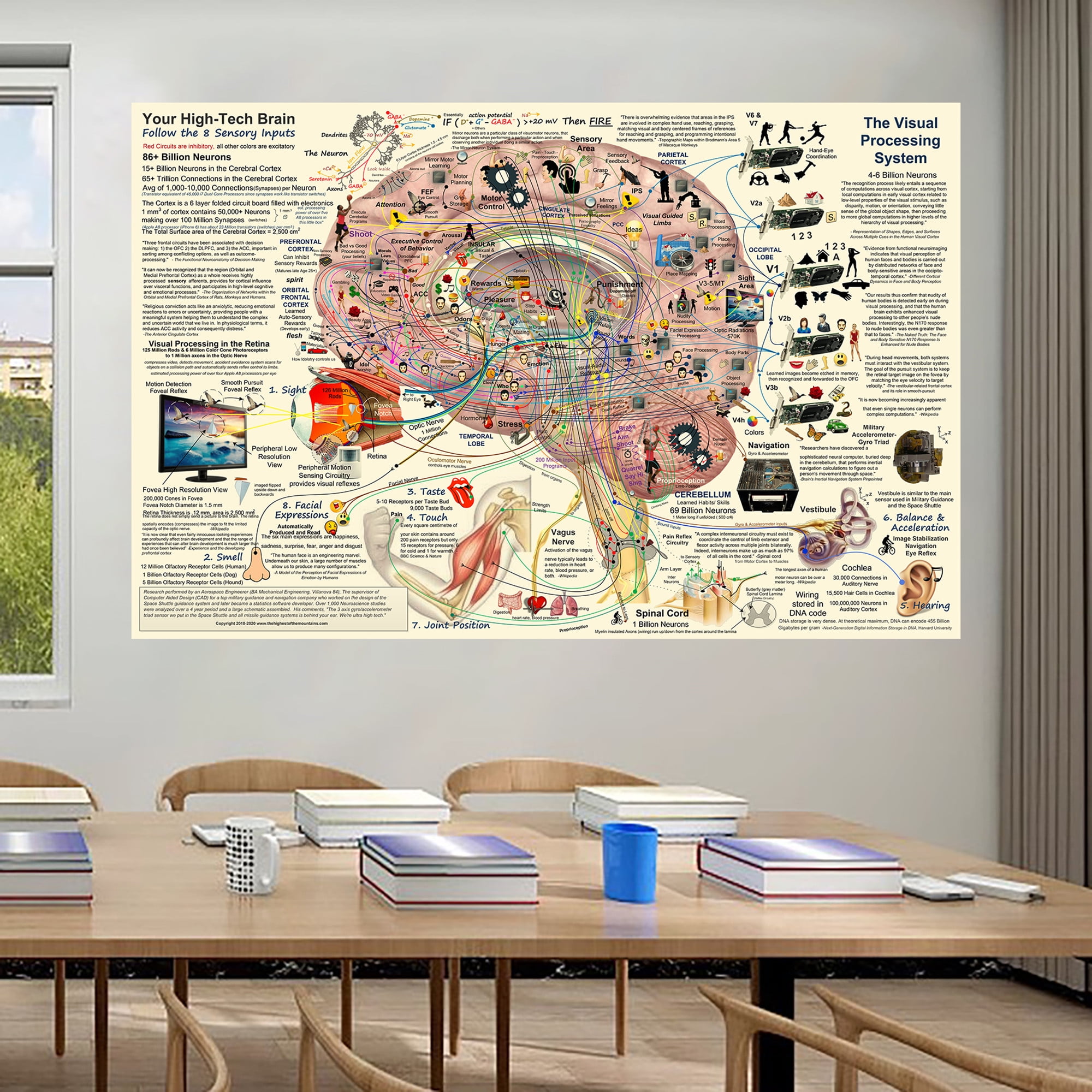 Vintage Brain Functional Infographic Structure Posters and prints ...