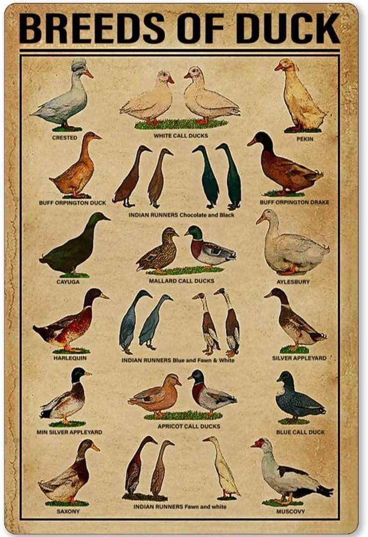 Vintage Breeds Of Duck Metal Tin Sign Duck Name Knowledge Home Decor ...