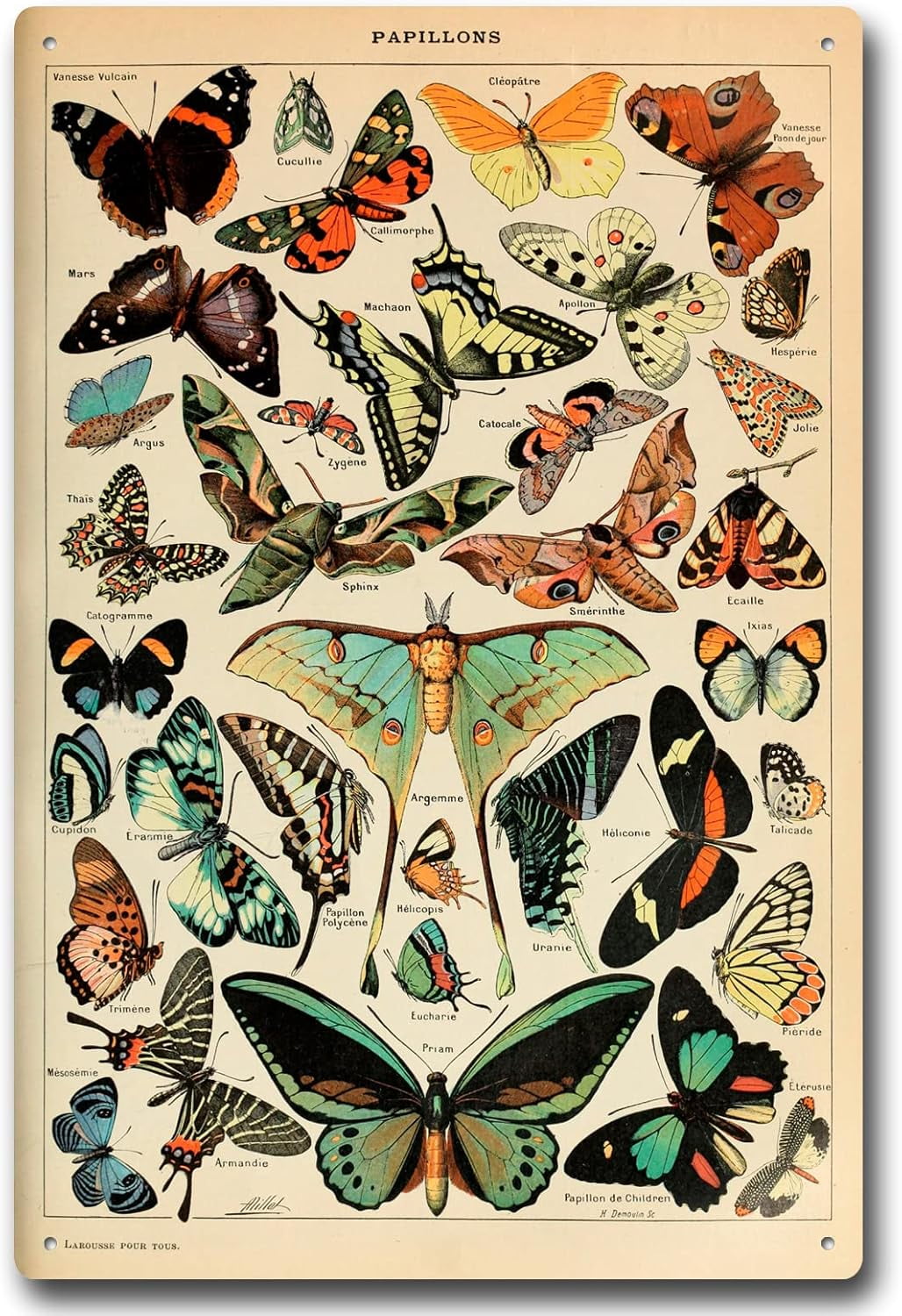 Vintage Butterflies Metal Sign Various Butterflies Science Educational ...