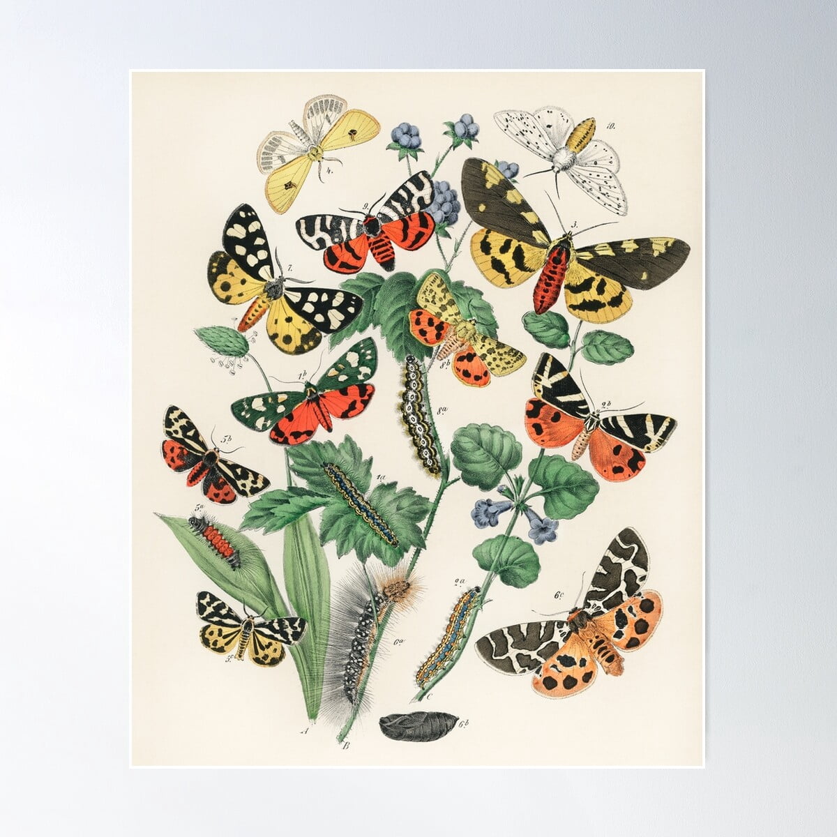 Vintage Butterfly And Moth Illustration Poster Wall Art, Modern Wall ...