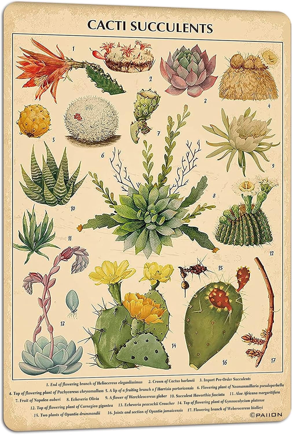 Vintage Cacti Succulents Plant Poster, Cottagecore Decor Cactus ...