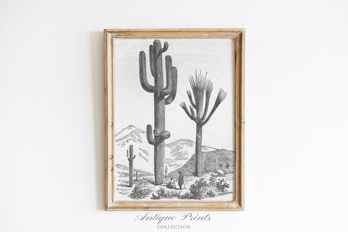 Vintage Cactus Drawing, Cacti Sketch, Antique Saguaro Print, Botanical ...