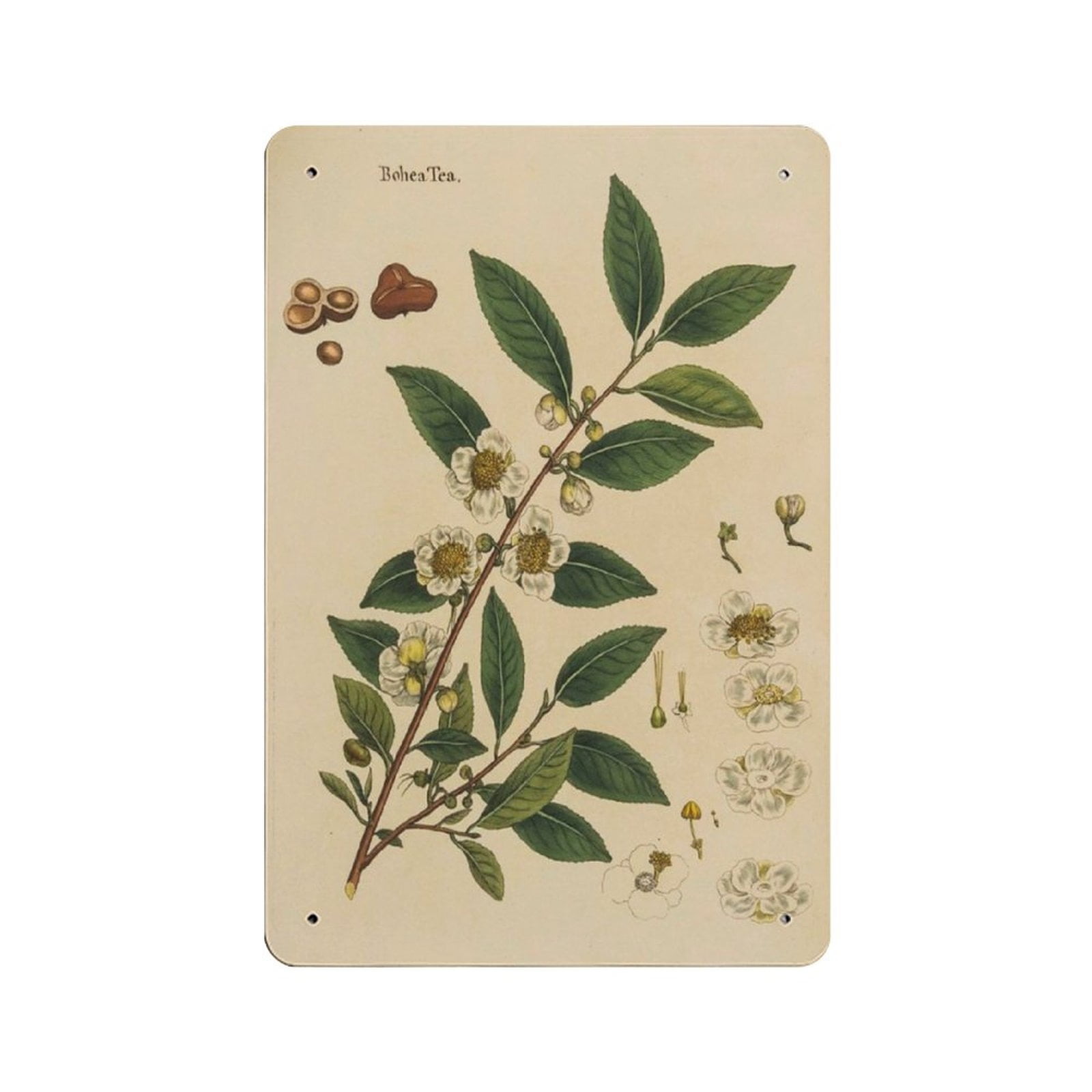 Vintage Camellia Illustration Sign, Kitchen Sign, Vintage Sign. ,Retro ...