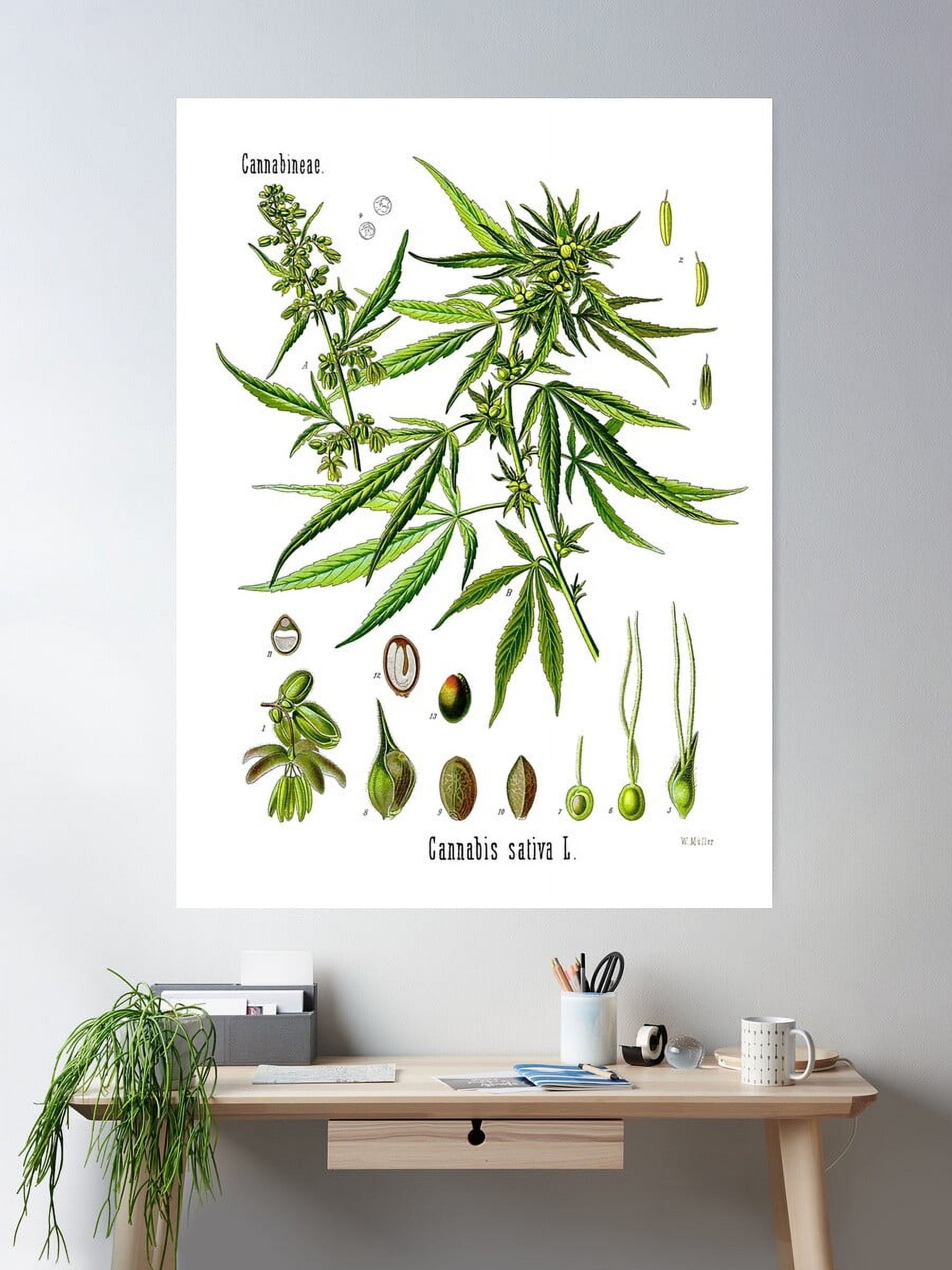 Vintage Cannabis Poster Vintage Botanical Wall Art Flower Poster Poster ...