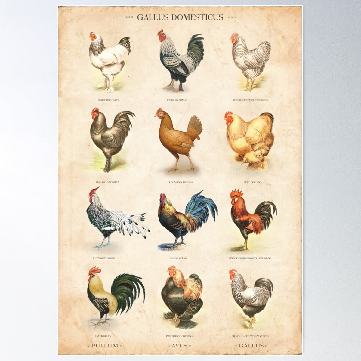 Vintage Chicken Breed Chart Poster Wall Art, Modern Wall Decor For ...