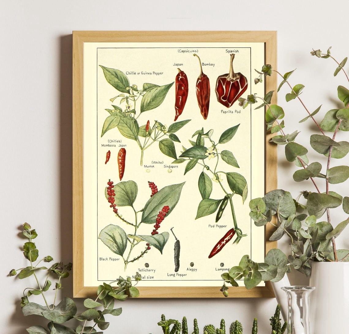 Vintage Chili Pepper Poster, Antique Botanical Poster, Chili Pepper ...