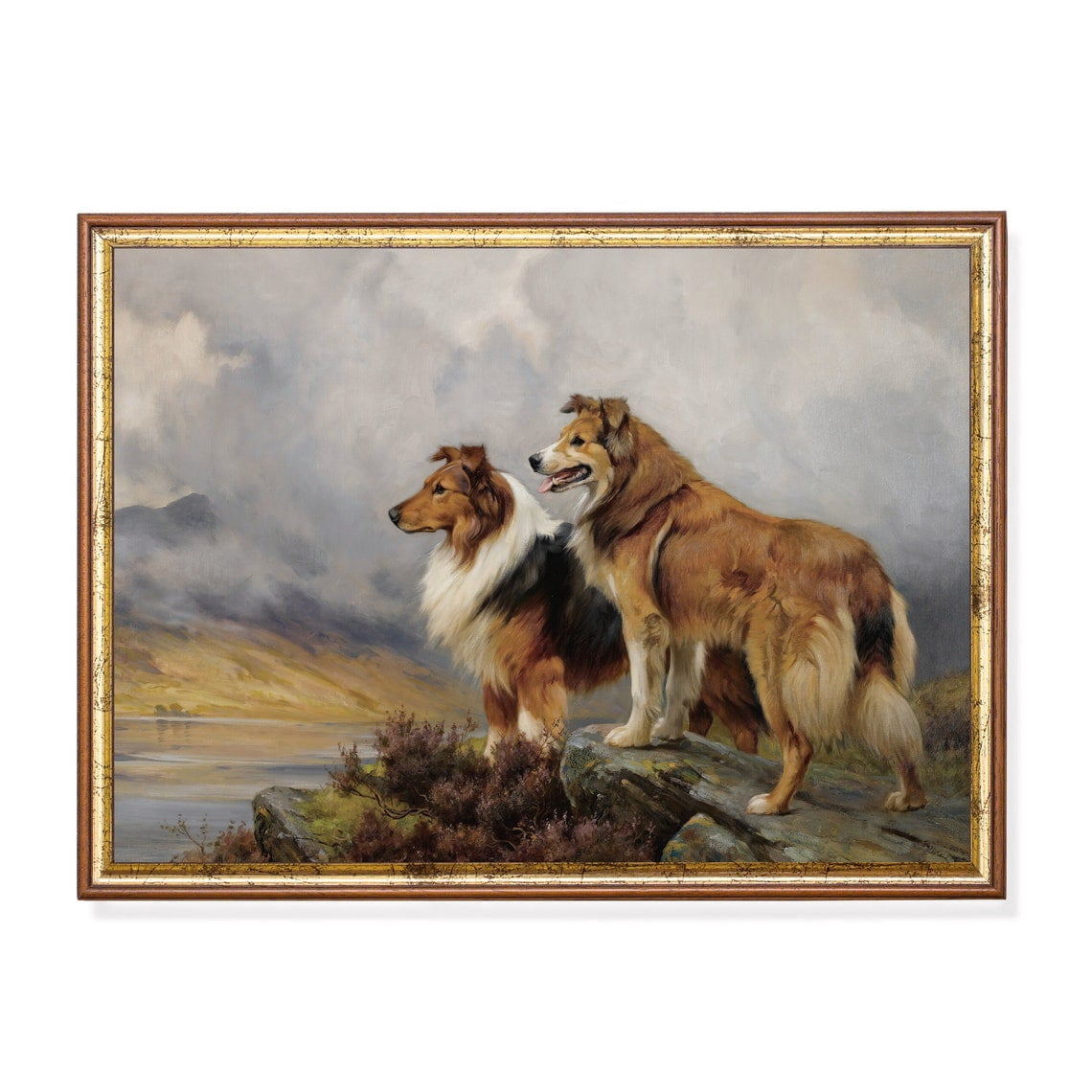 Vintage Collies Antique Dogs Fine Art Poster Home Decor UNFRAMED Poster ...