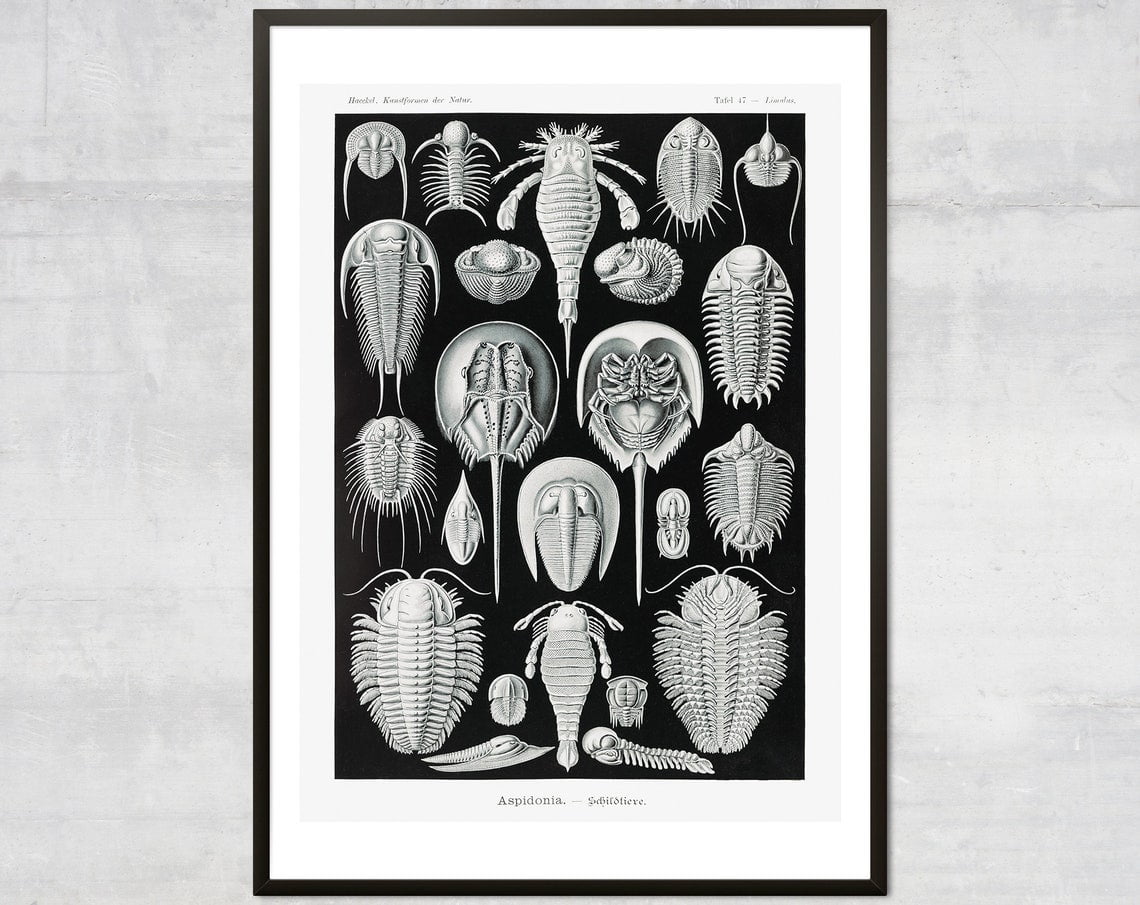 Vintage Crab Art Print, Crustacean Decor, Antique Ocean Poster, Minimal ...