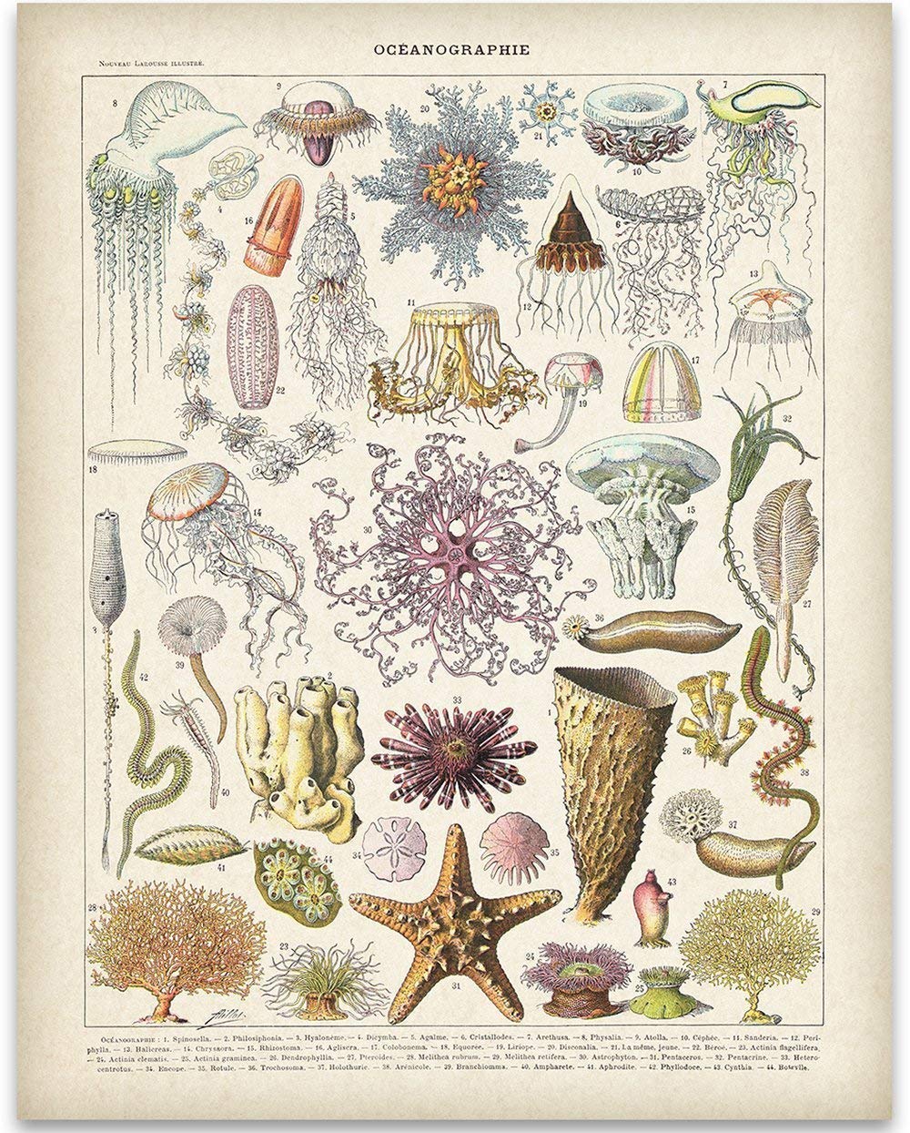 Vintage Crustaceancore Ocean Life Jellyfish Marine Biology Science ...