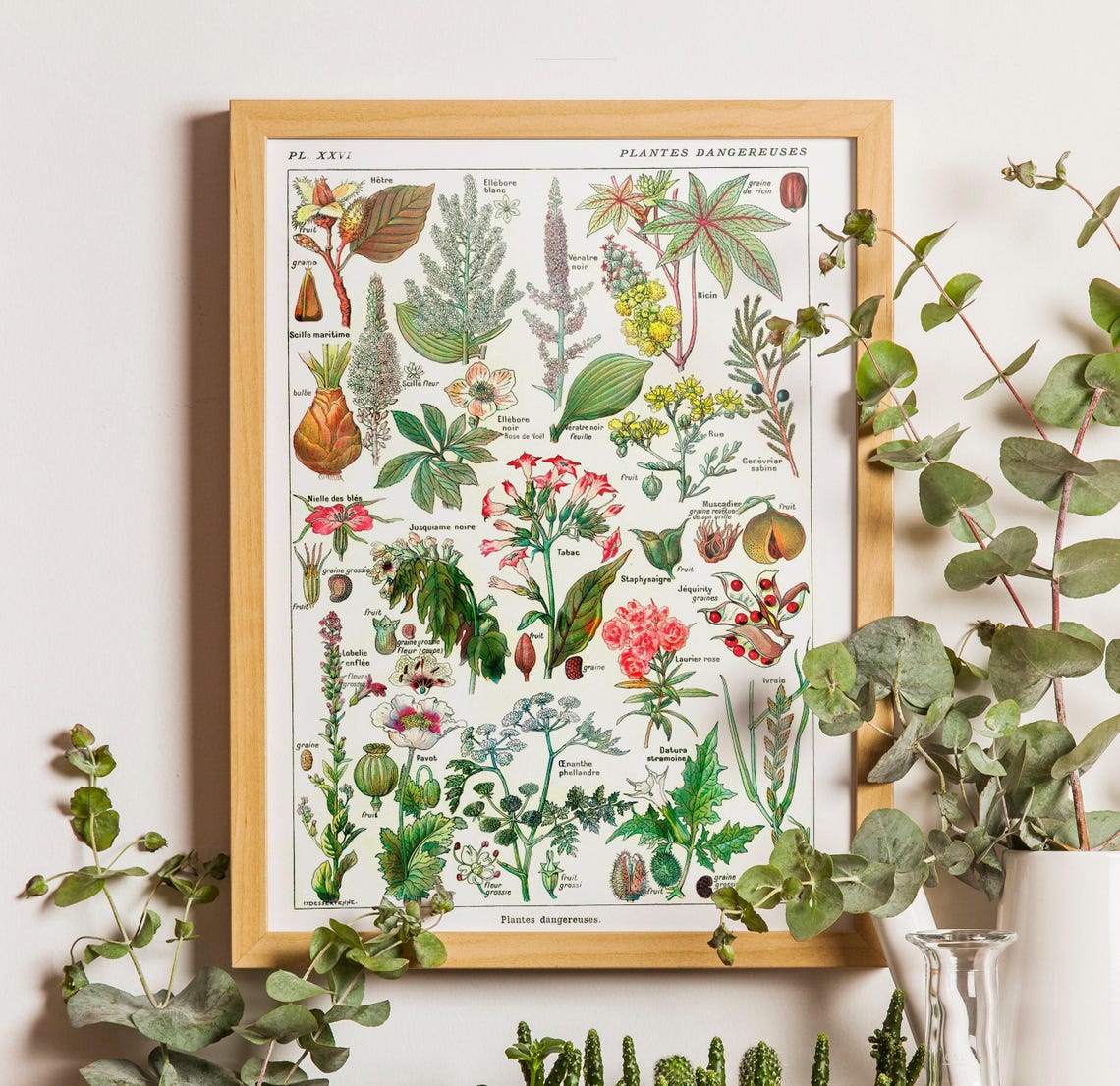 Vintage Dangerous Plants, Poison Plants, Herbal Design, Herb Wall Art ...