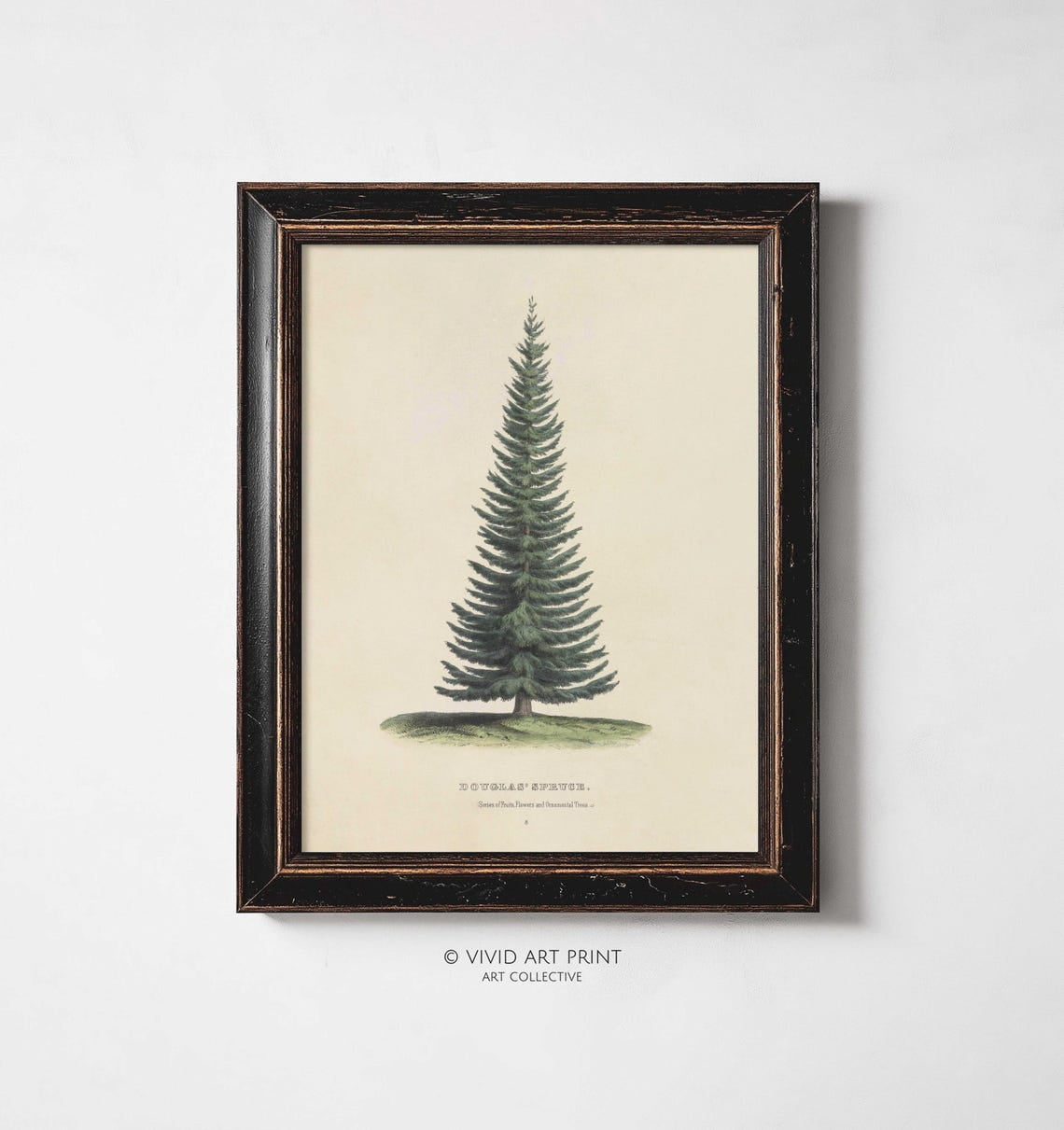 Vintage Douglas Spruce Wall Art, Rustic Evergreen Tree Illustration ...