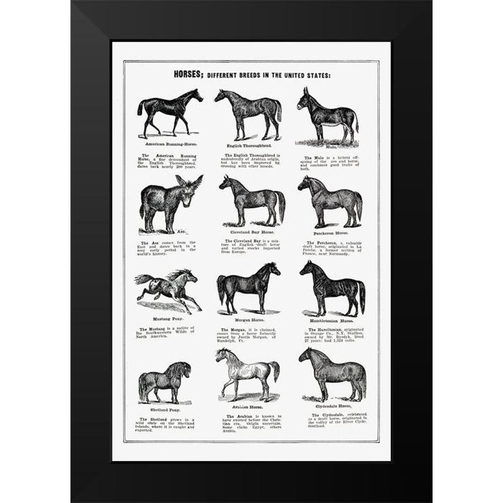 Vintage Drawings 11x14 Black Modern Framed Museum Art Print Titled ...