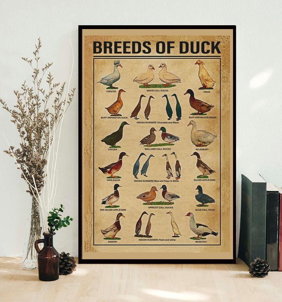 Vintage Duck ART, Duck Breeds Wall Art, Farm House Decor, Duck breed ...