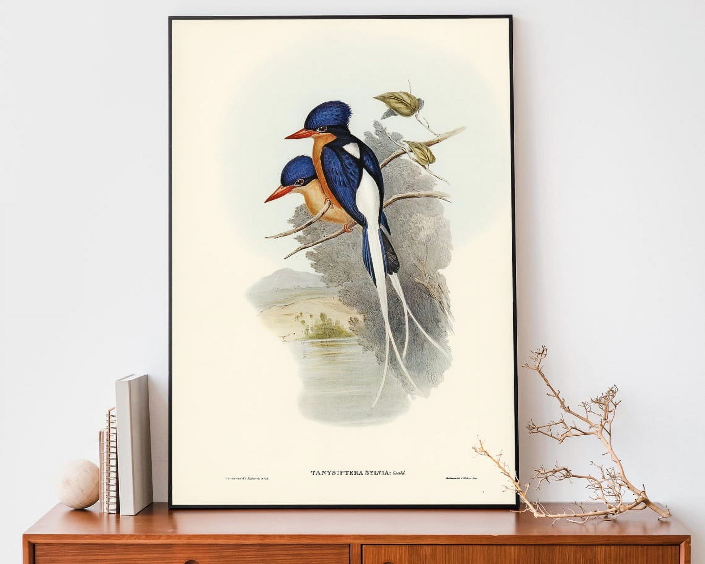 Vintage Elizabeth Gould Art Print, Birds Of Australia Poster, Antique ...