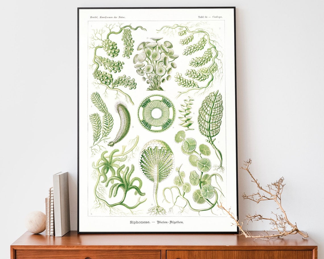 Vintage Ernst Haeckel Art Print, Botanical Poster, Nature Drawing ...