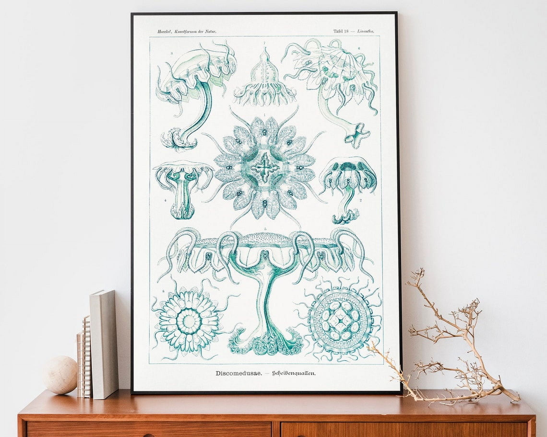 Vintage Ernst Haeckel Art Print, Discomedusae Drawing, Scientific Chart ...