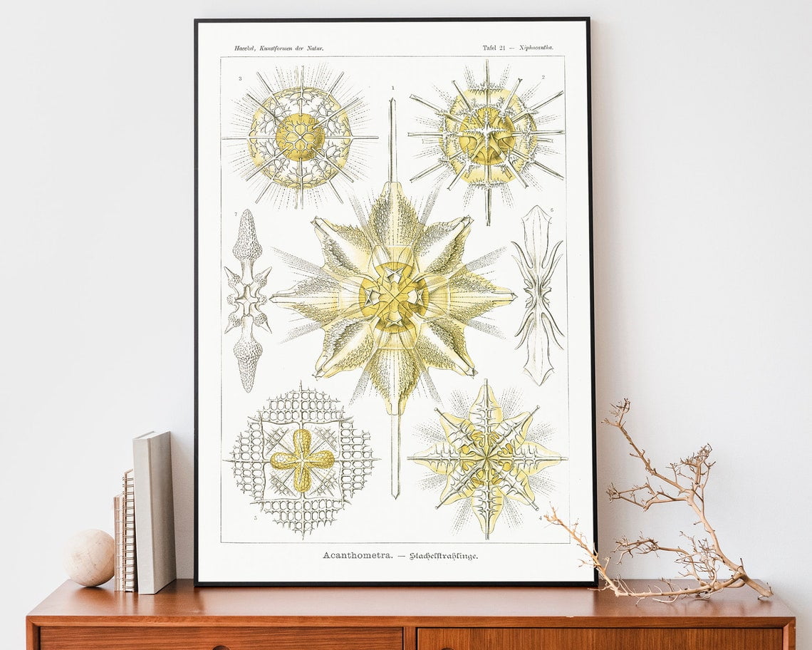 Vintage Ernst Haeckel Art Print, Ocean Poster, Acanthometra Drawing ...