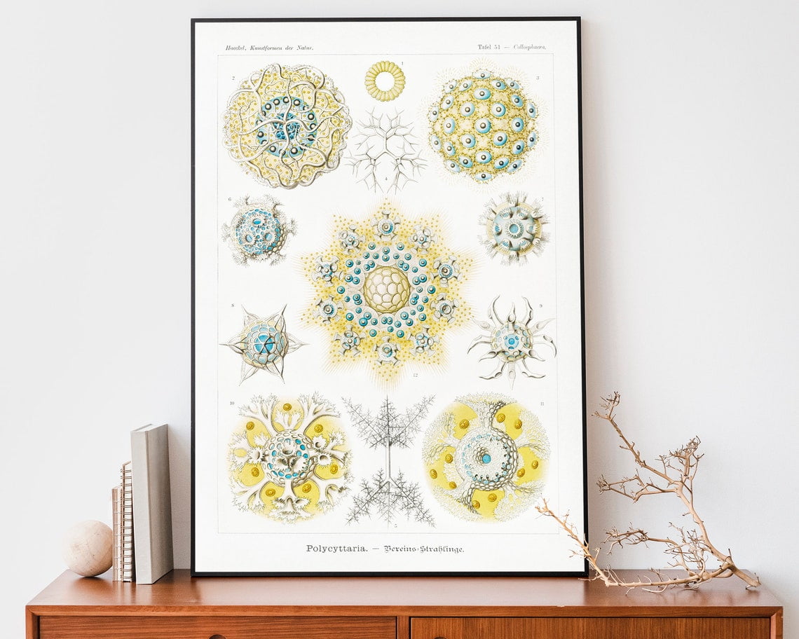 Vintage Ernst Haeckel Art Print, Ocean Poster, Polycyttaria Drawing ...