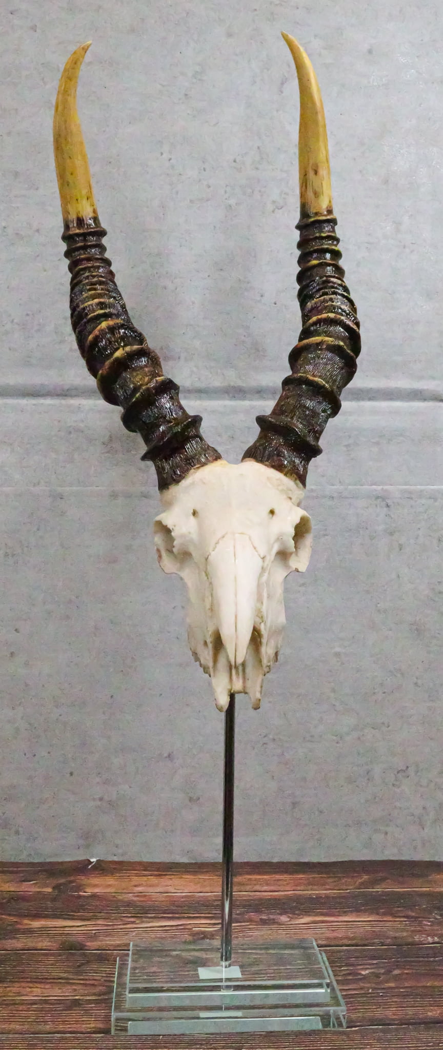 Vintage Faux Taxidermy Kudu Antelope Skull On Museum Pole Mount With ...