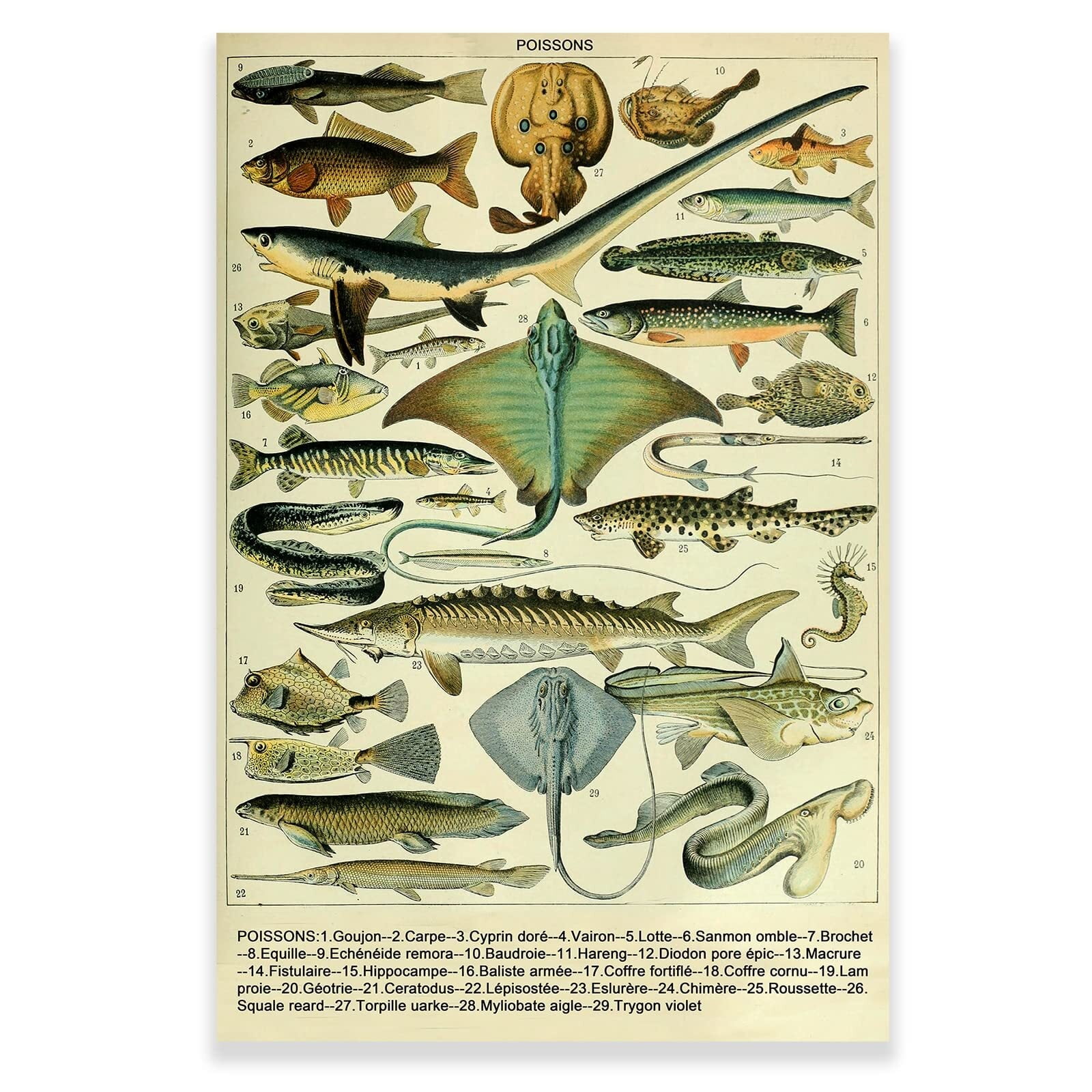 Vintage Fish Poster - Fish Species Chart - Nature Canvas Wall Art ...