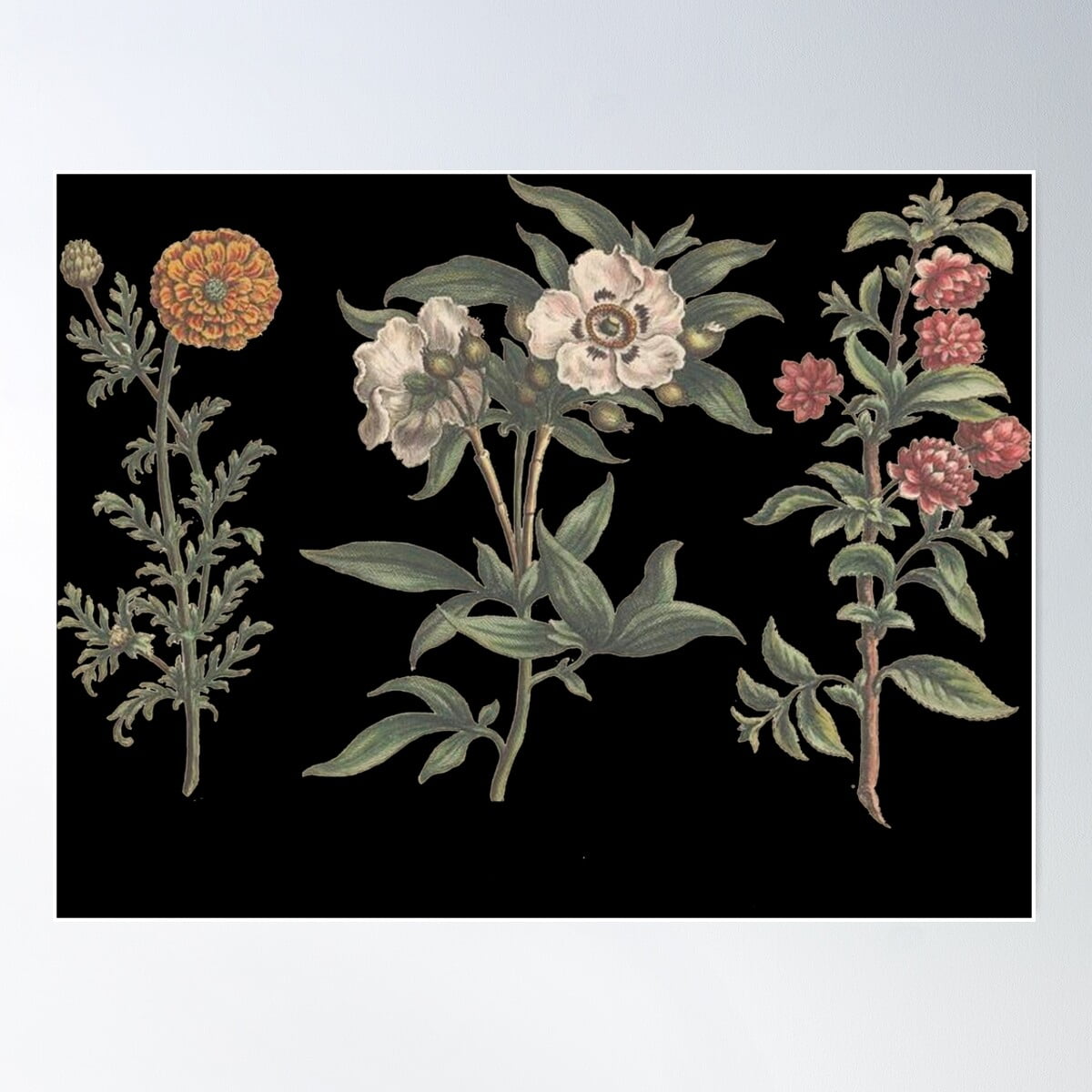 Vintage Flower Chart Poster Wall Art, Modern Wall Decor For Living Room ...