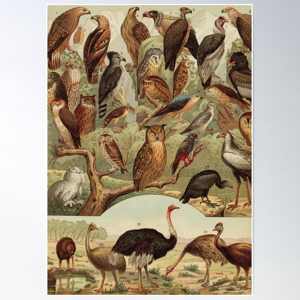 Vintage Forest Birds, Owl, Eagle, Hawk, Ostrich, Emu Poster Wall Art ...