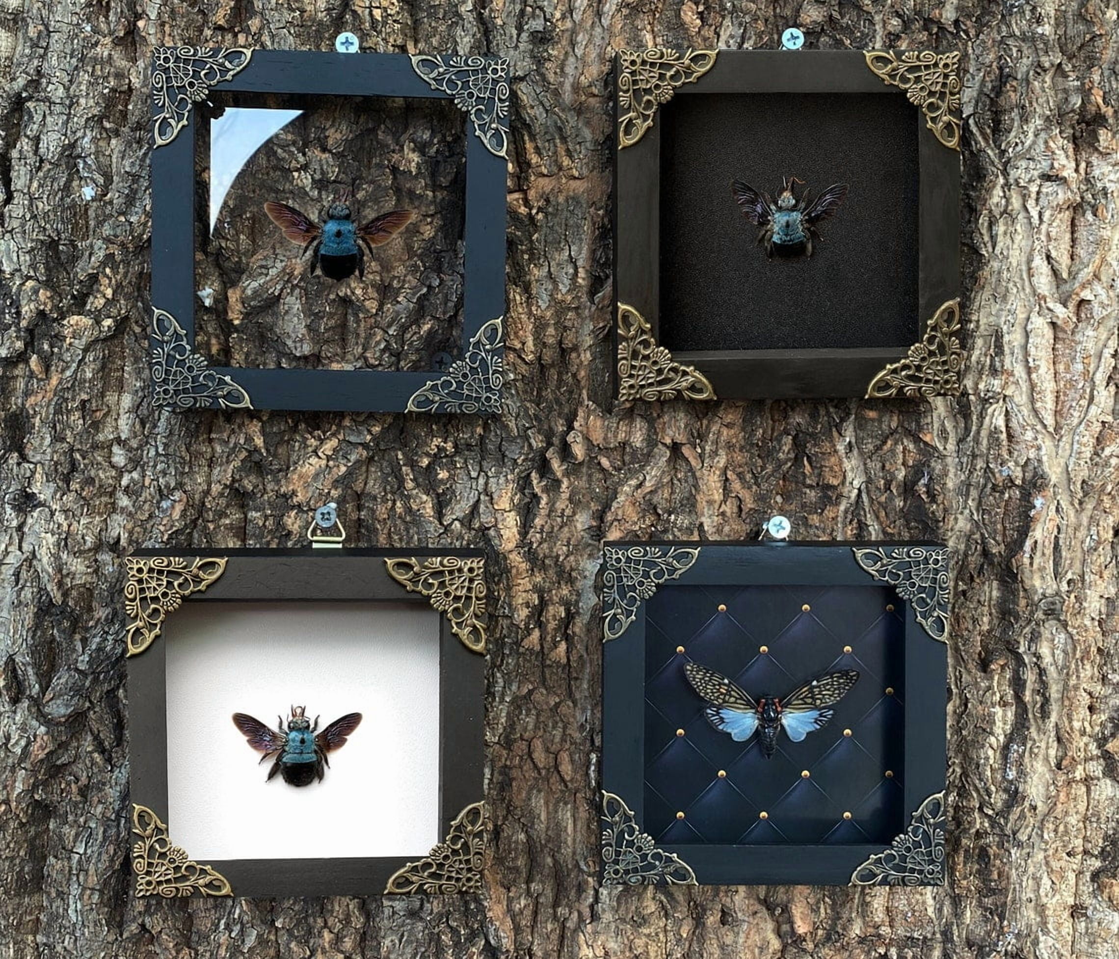 Vintage Framed Blue Carpenter Bee Taxidermy – Dried Beetle Bug in ...