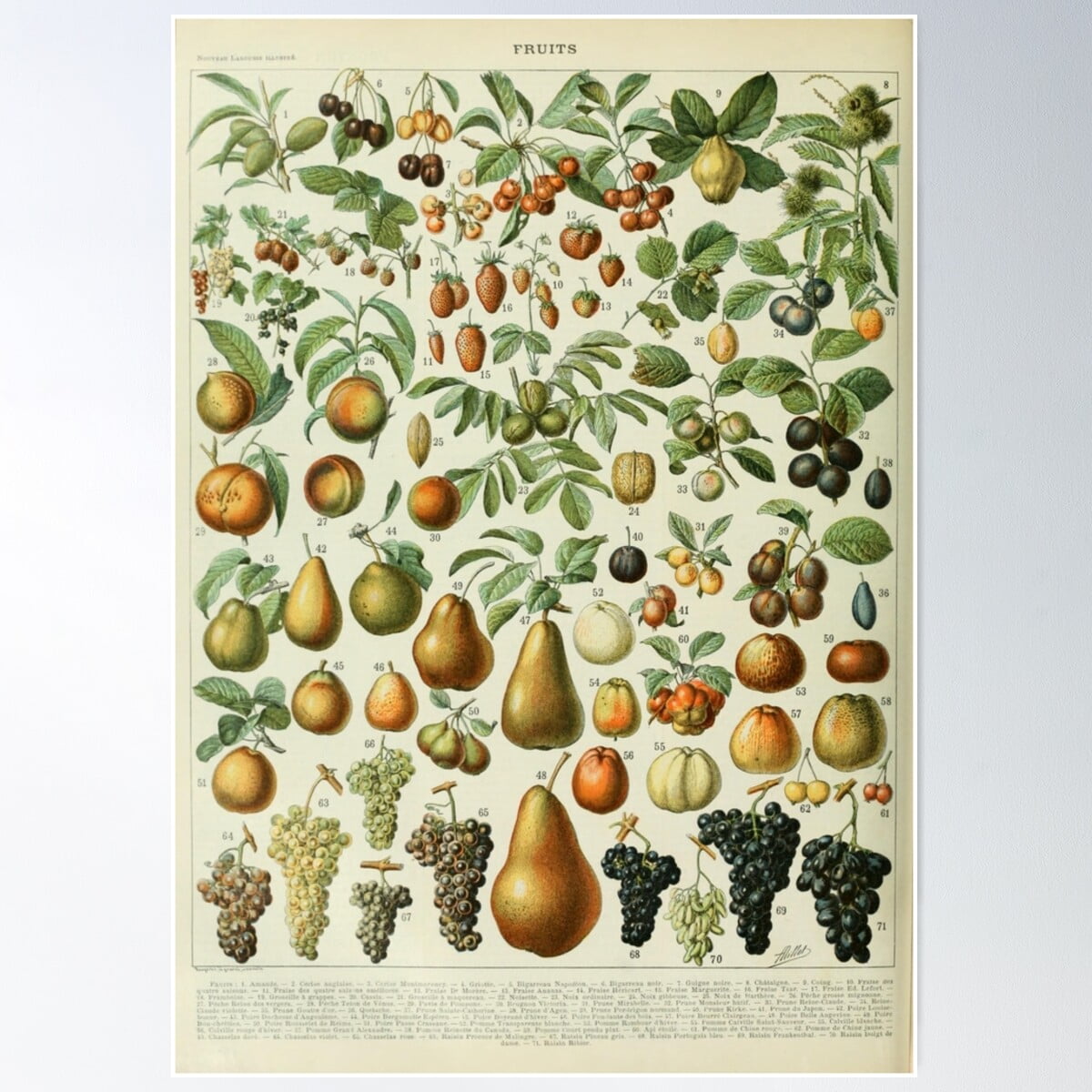 Vintage French Fruits Poster Poster Wall Art, Modern Wall Decor For ...
