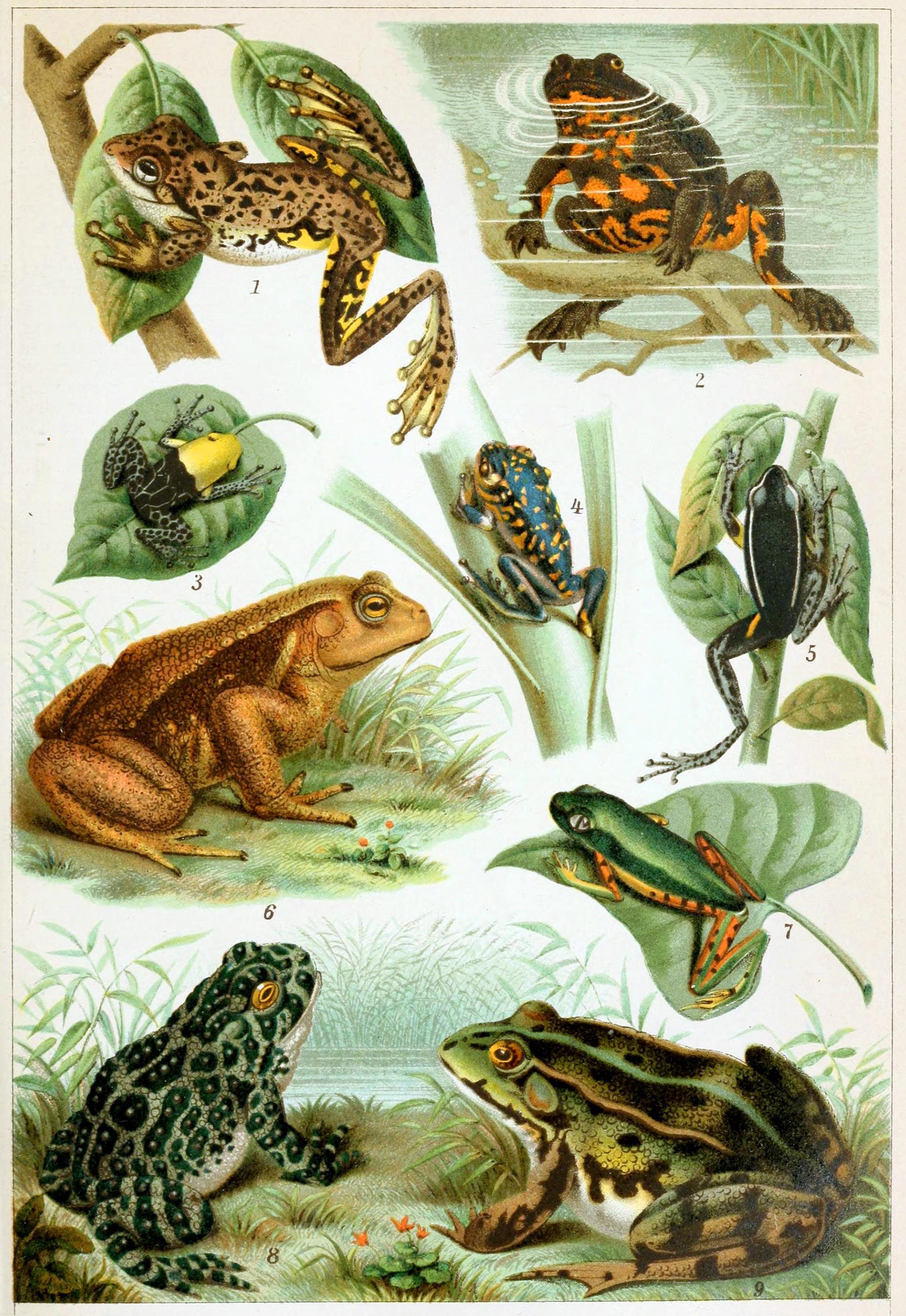Vintage Frog Chart ~ Frogs Poster - Amphibian Poster - Natural Science ...