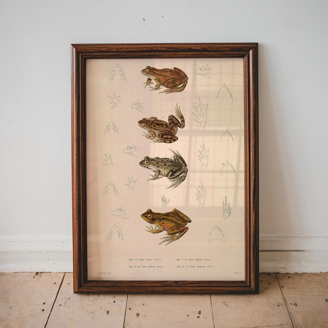 Vintage Frog Poster, Frog Illustration, Science Textbook, Vintage ...