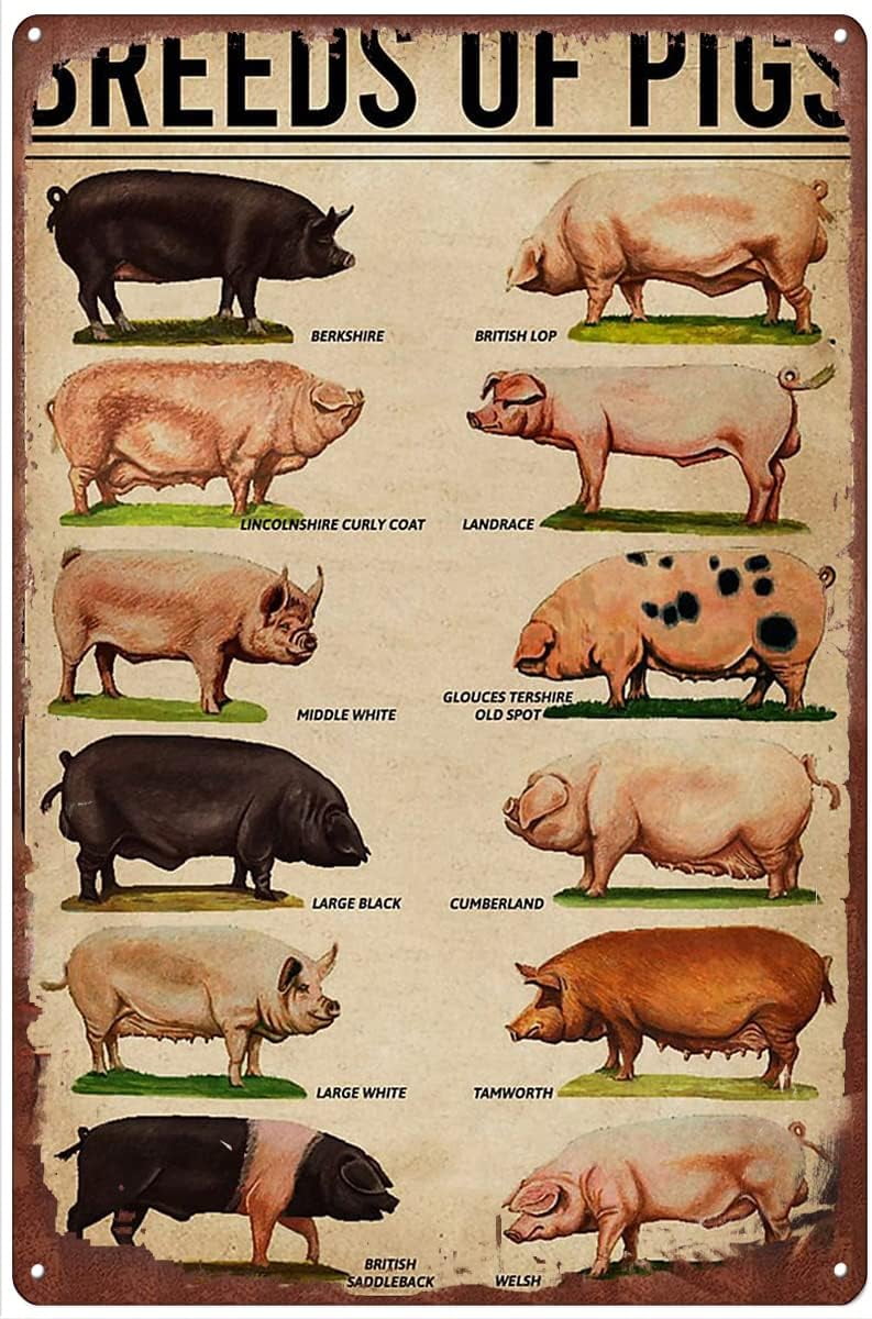 Vintage Halloween Tin Sign Types of Pig Sign Pigs Sign Breeds of Pigs ...