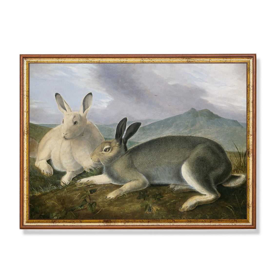 Vintage Hare, Antique Rabbit Poster, Art UNFRAMED Poster, 8x12 ...