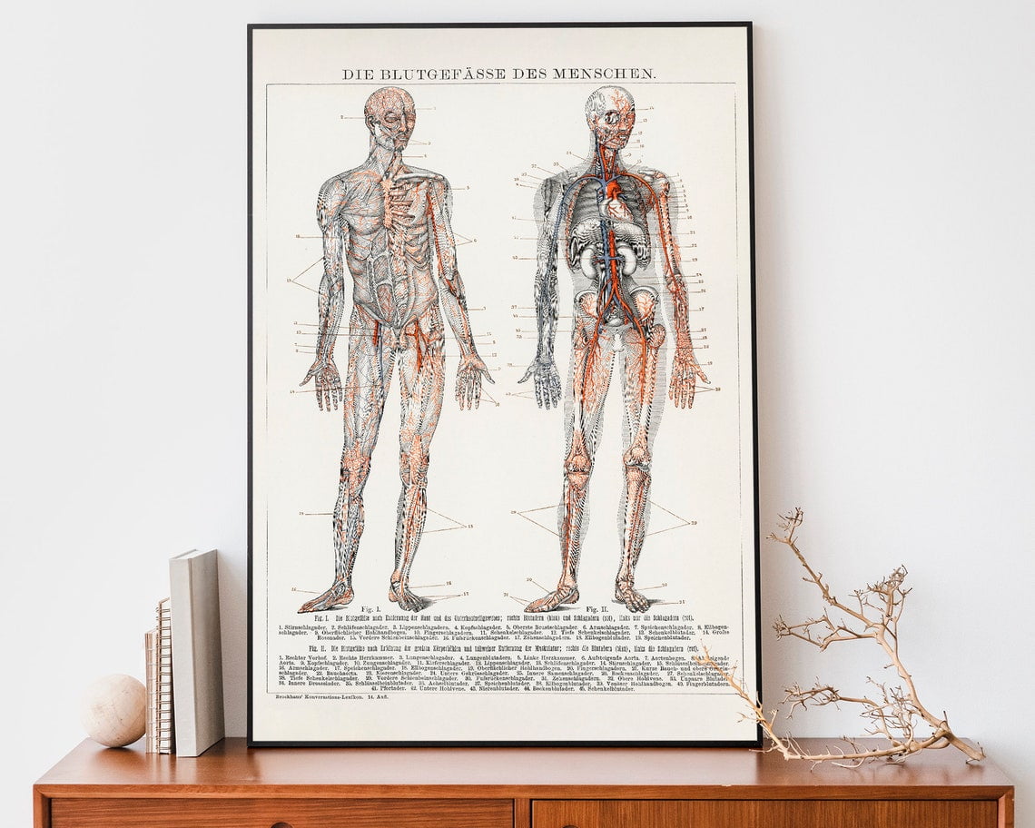 Vintage Human Anatomy Print, Medical Wall Art, Cardiovascular Chart ...