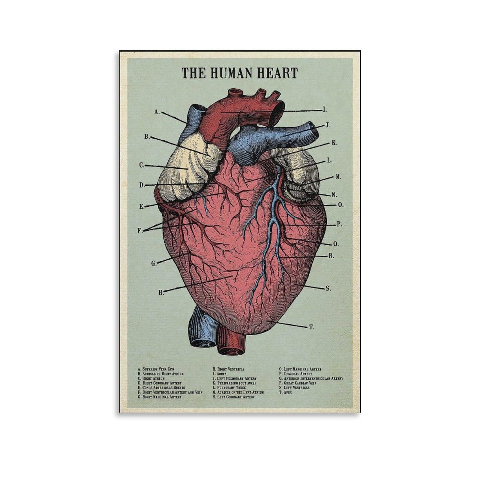 Vintage Human Heart Anatomy Poster Heart Knowledge Canvas Art Aesthetic ...