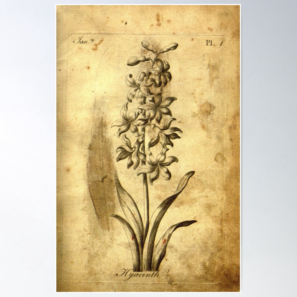 Vintage Hyacinth Print From The Florist (1760) Poster Wall Art, Modern ...