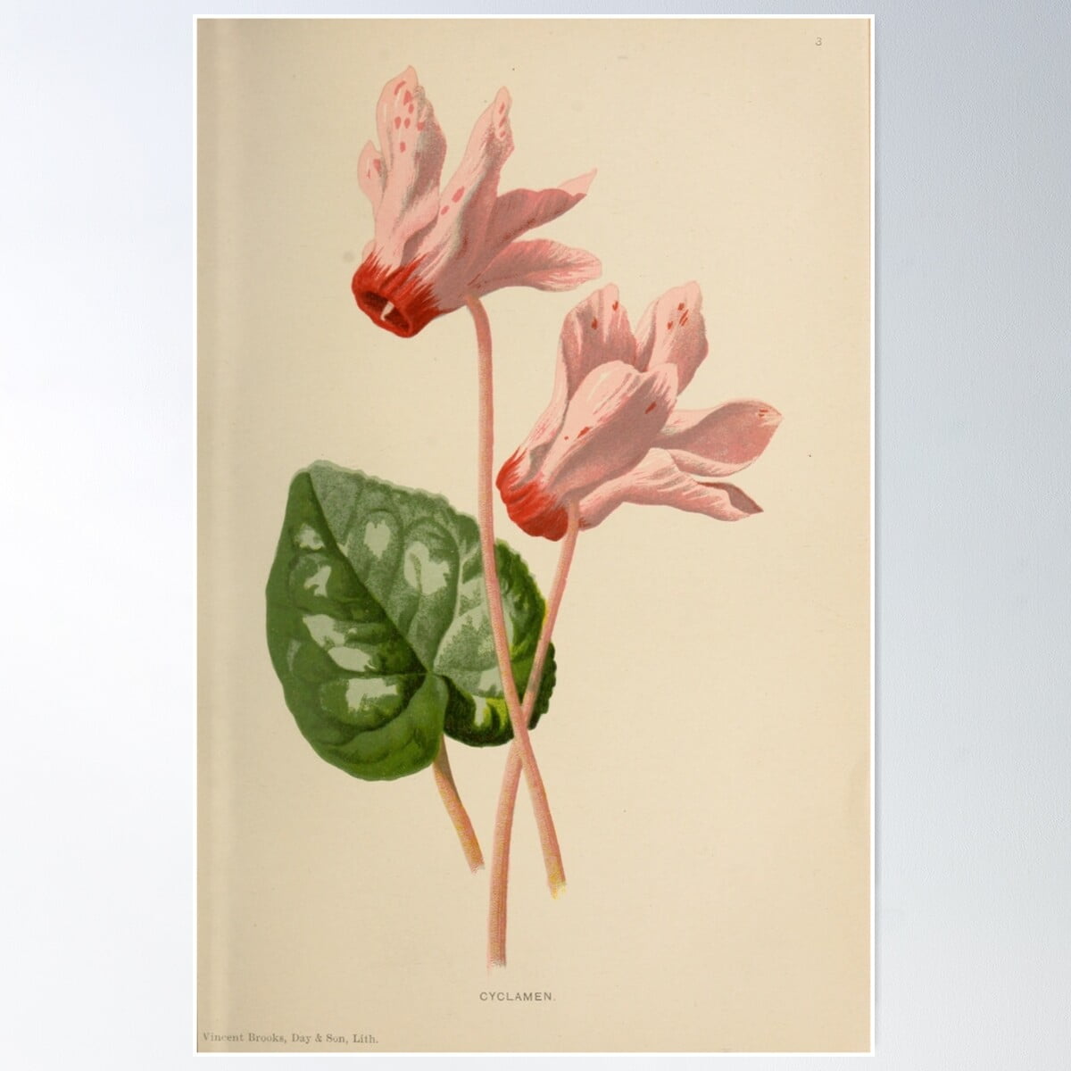 Vintage Illustration Of Cyclamen 1895 Poster Wall Art, Modern Wall ...