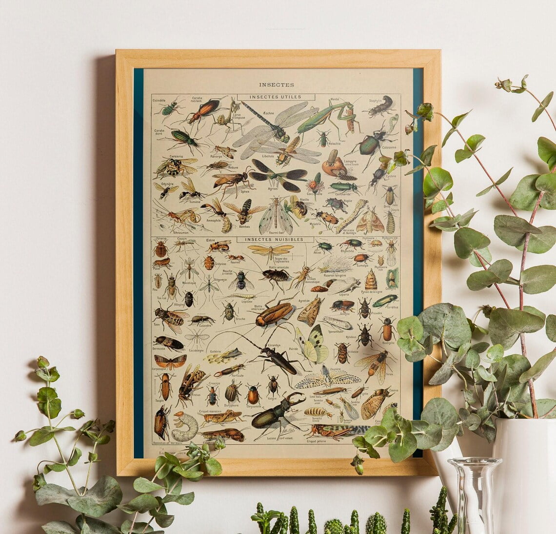 Vintage Insect Chart Poster, Adolphe Millot Biology Art, Unframed ...