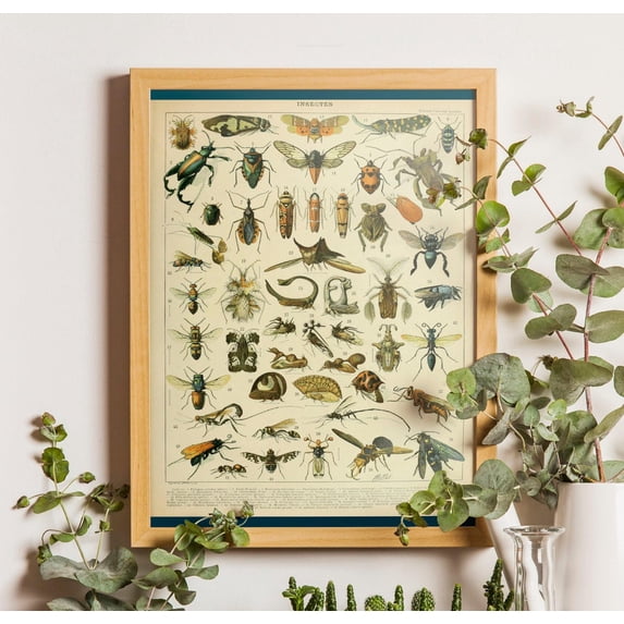 Vintage Insect Chart Poster: Adolphe Millot Larousse Illustration ...