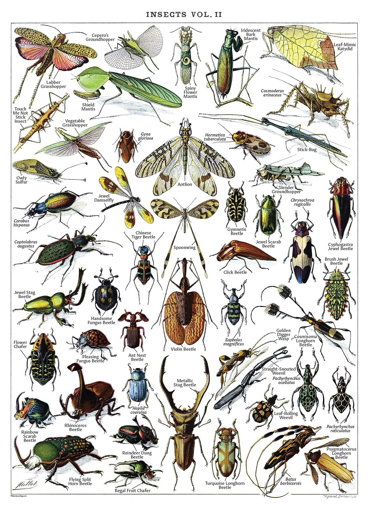 Vintage Insect Poster Print - Entomology Identification Reference ...