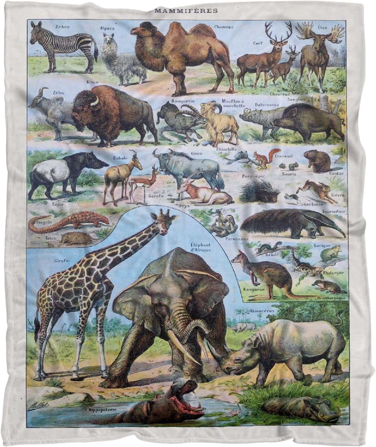 Vintage Insects Blanket Retro Illustration Throws Gift for Boys Girls ...