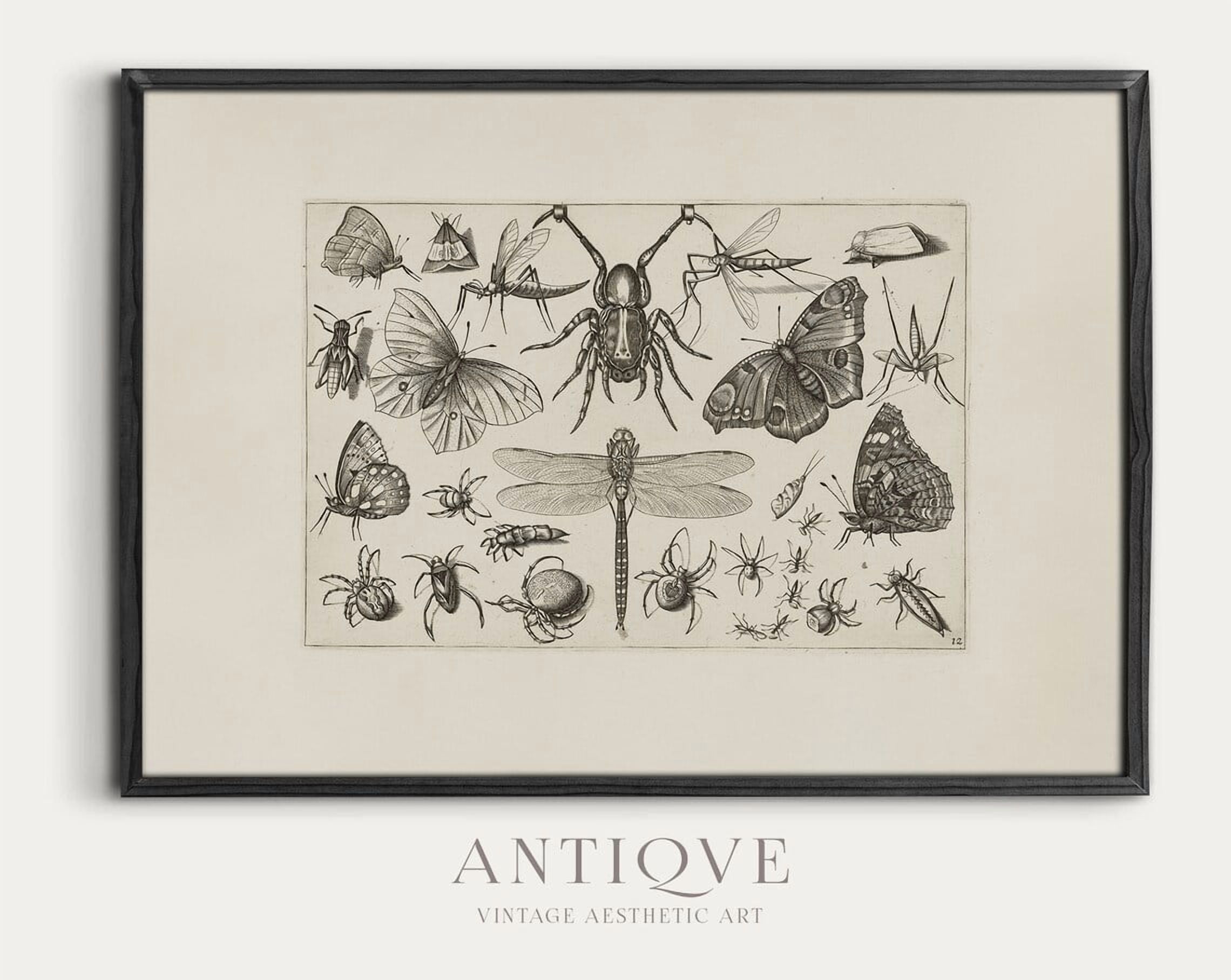 Vintage Insects Sketch Poster, Black White, Butterflies, Moths, Spider ...