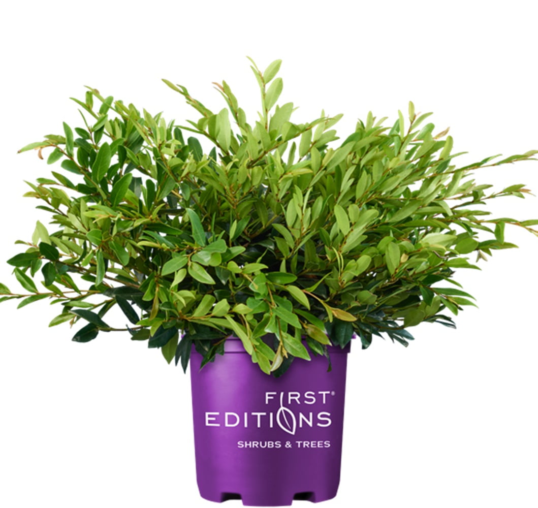 First Editions Vintage Jade Distylium Live Shrub in 3-Gallon Grower Pot ...