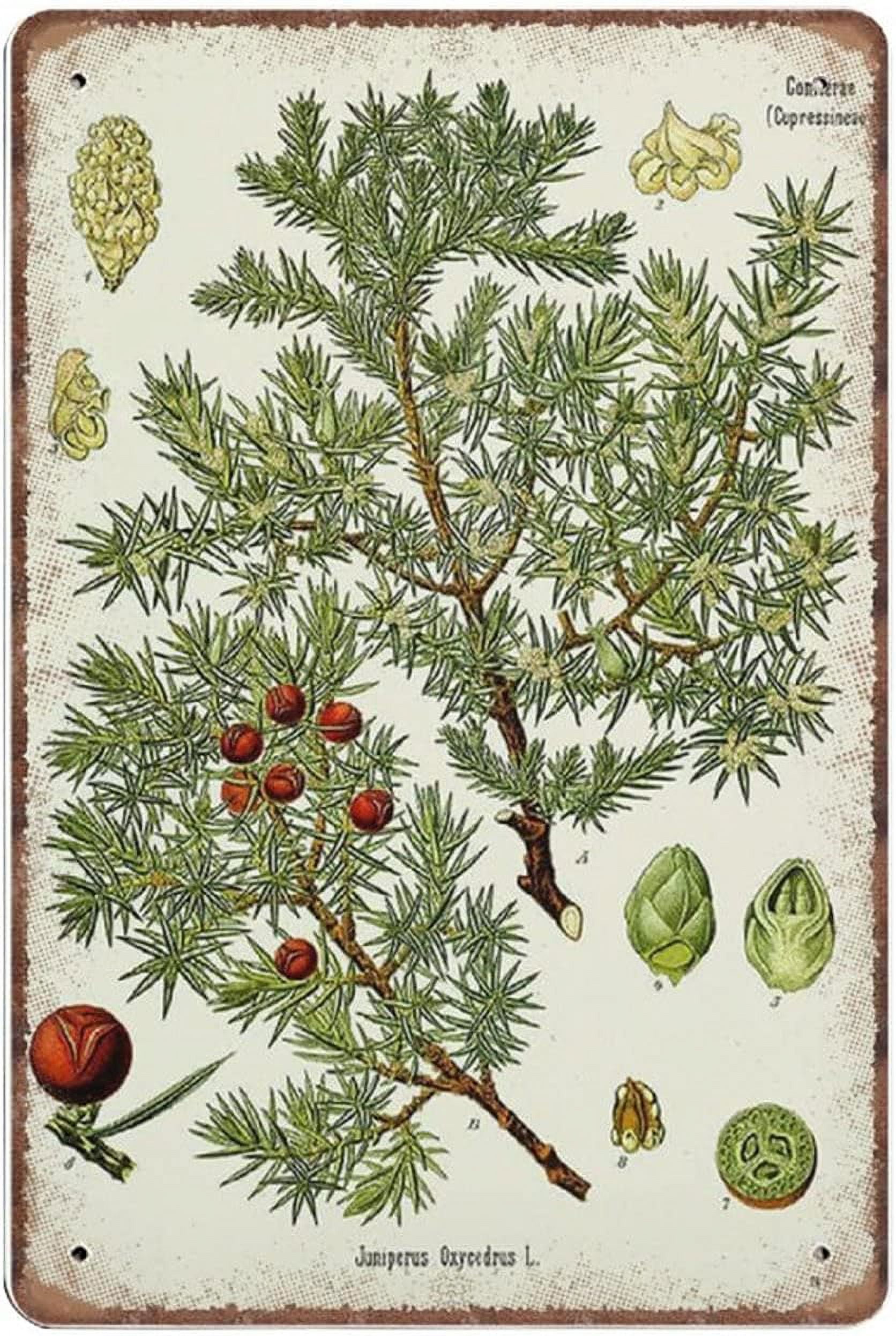 Vintage Juniper Plant Tin Signs Juniperus Prickly Juniper Old Botany ...