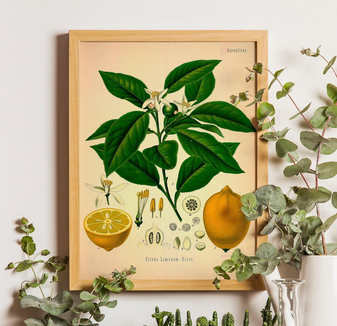 Vintage Lemon Poster, Lemon Poster, Vintage Citrus Poster, Citrus Art ...