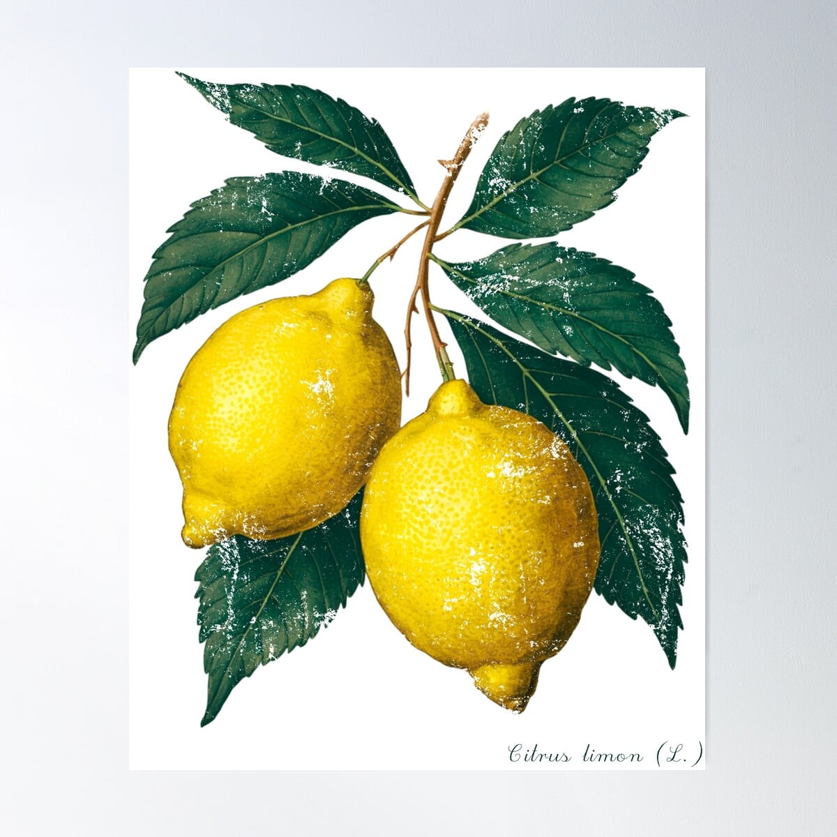 Vintage Lemons Poster Wall Art, Modern Wall Decor For Living Room ...